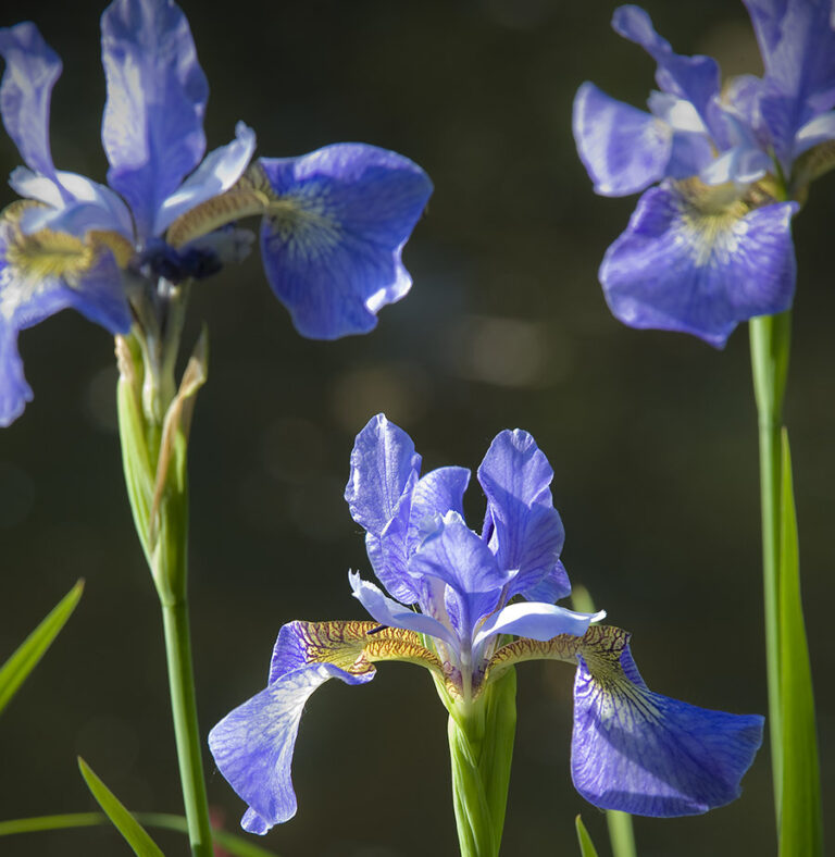 Iris – Maison et jardins de Claude Monet – Giverny